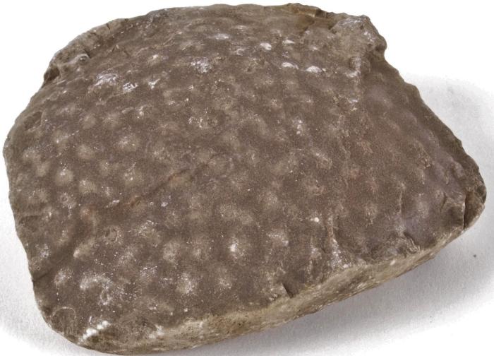 Grand Rapids Public Museum Collections : Specimen : Stromatopora ...