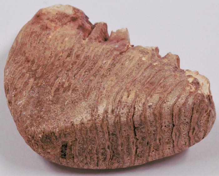 Grand Rapids Public Museum Collections : Specimen : Jeffersonian ...