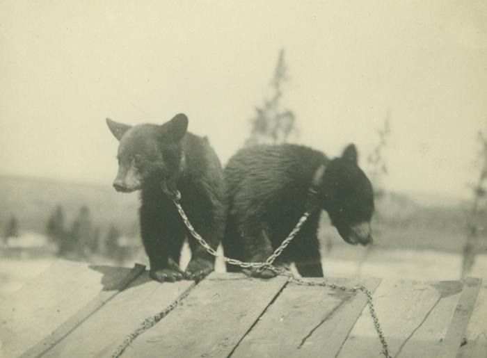 Grand Rapids Public Museum Collections : Artifact : Photograph, Chained ...
